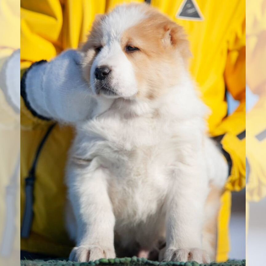 Среднеазиатская овчарка, щенок