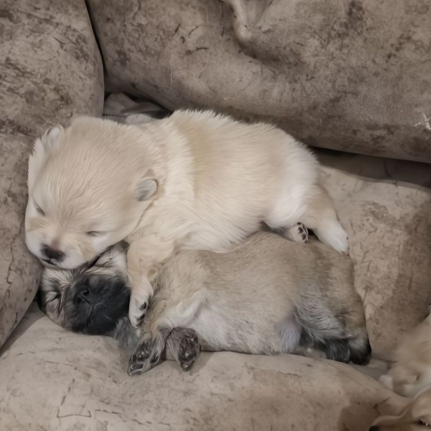 Померанский шпиц, щенок