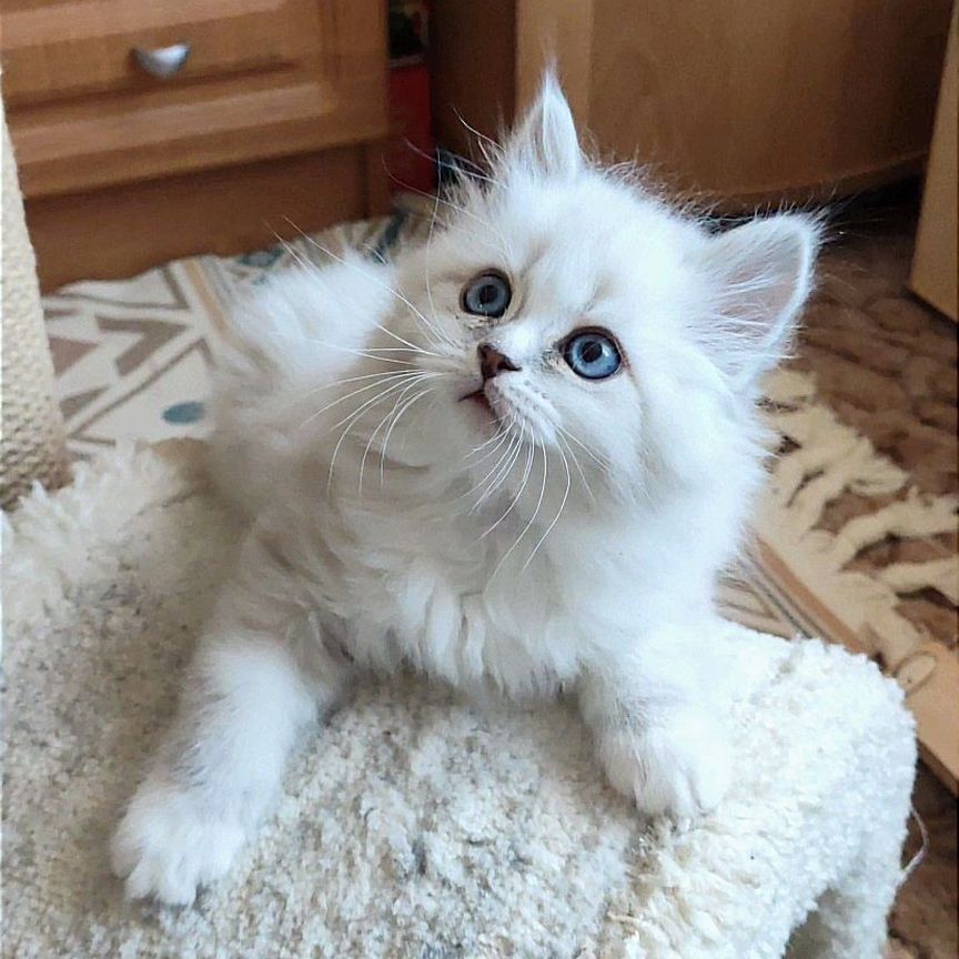 Невский маскарадный котик