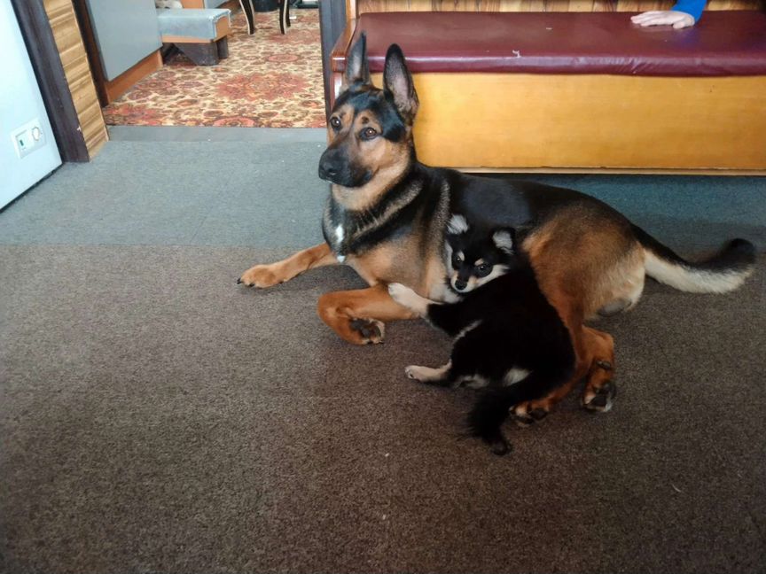 Маленькая собака породистая