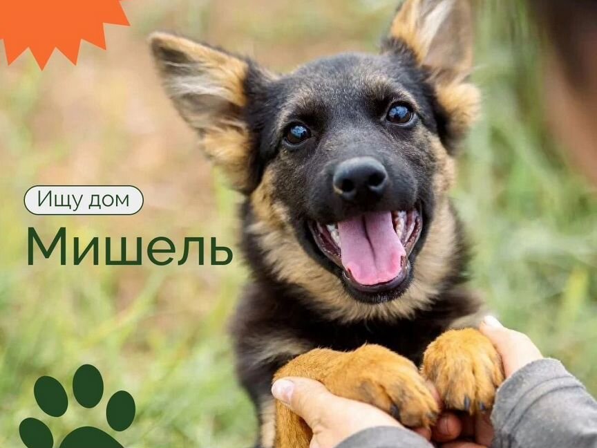 Немецкая овчарка метис в добрые руки бесплатно