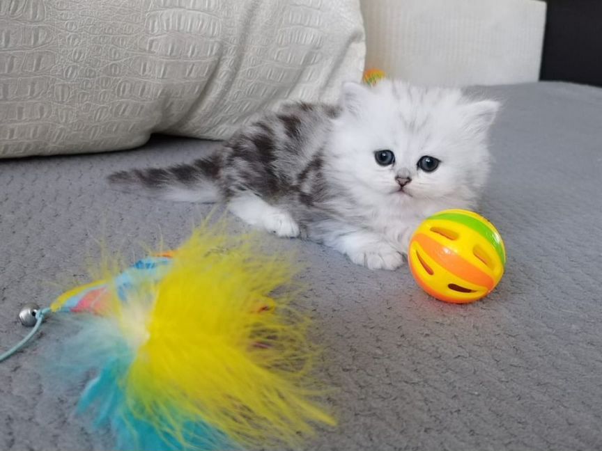 Шотландские котята