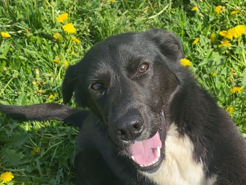 Отдам собаку в добрые руки