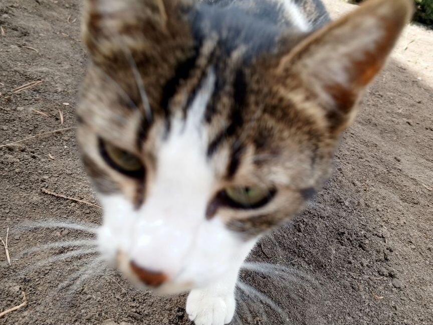 Кошка Белла