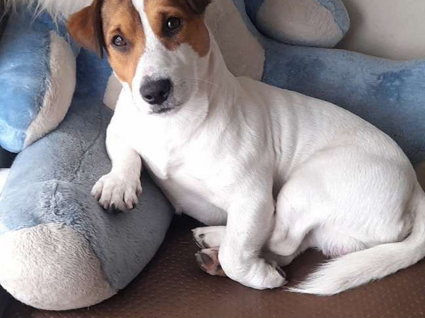 Вязка джек рассел терьер