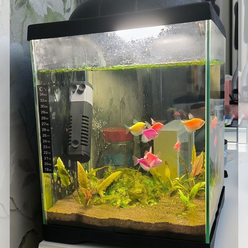 Аквариум с жителями