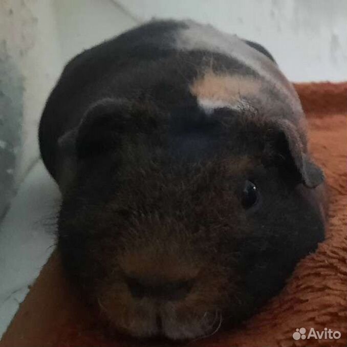 Морская свинка скинни