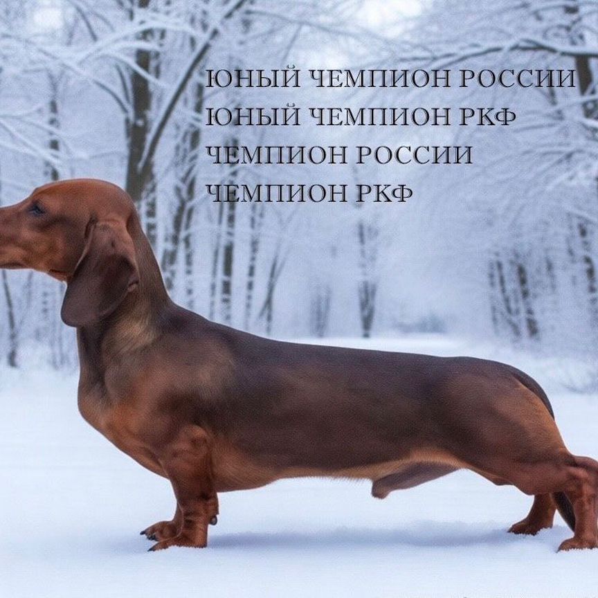 Такса гладкошерстная