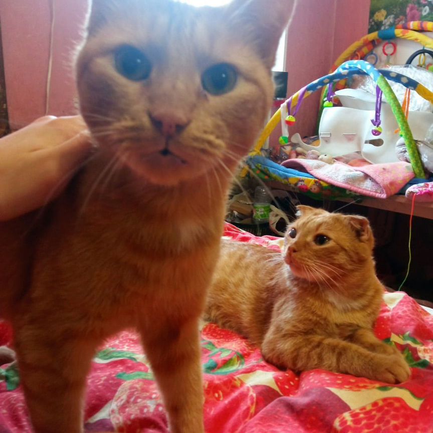 Крупный юноша обнимает за шею