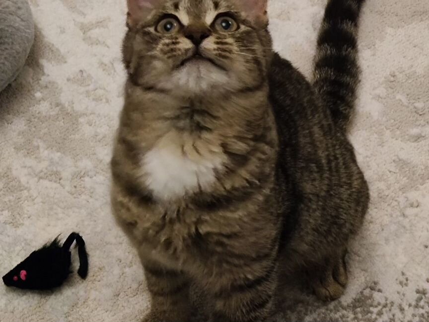 Котёнок в добрые руки