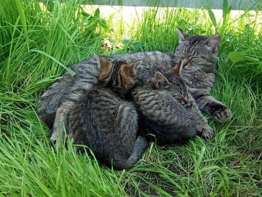 Котята в добрые руки