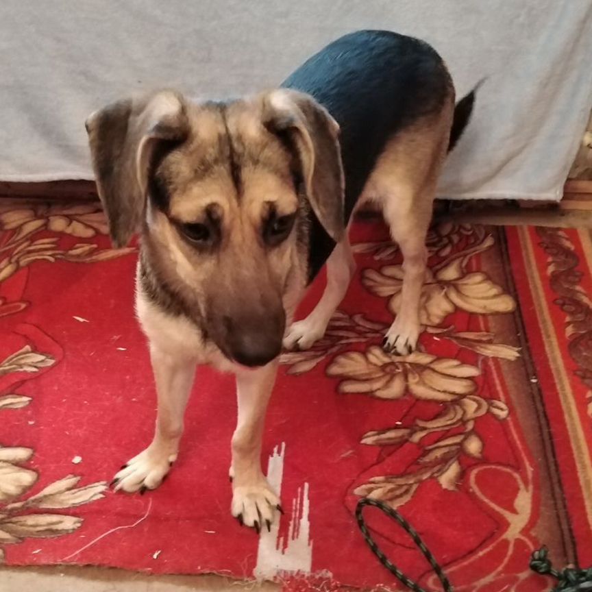 Щенок в добрые руки