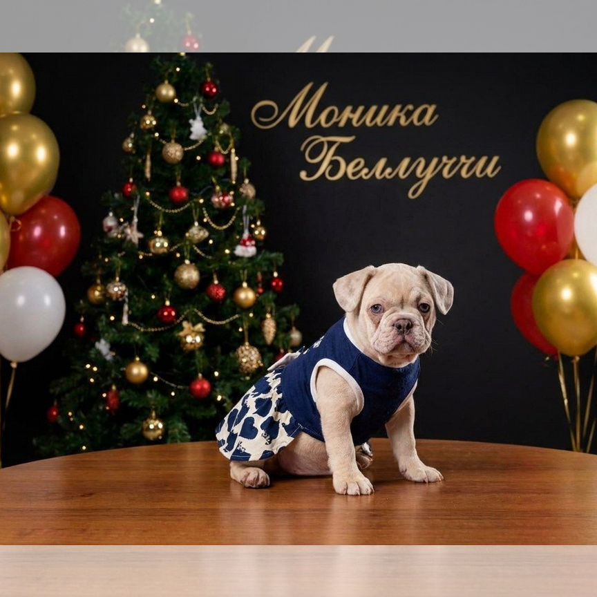 Французский бульдог, щенок