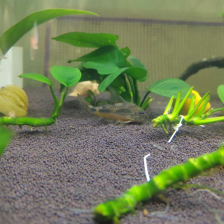 Коридорасы крапчатые