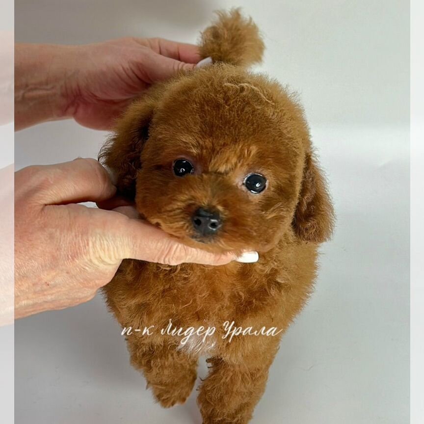 Той-пудель, щенок