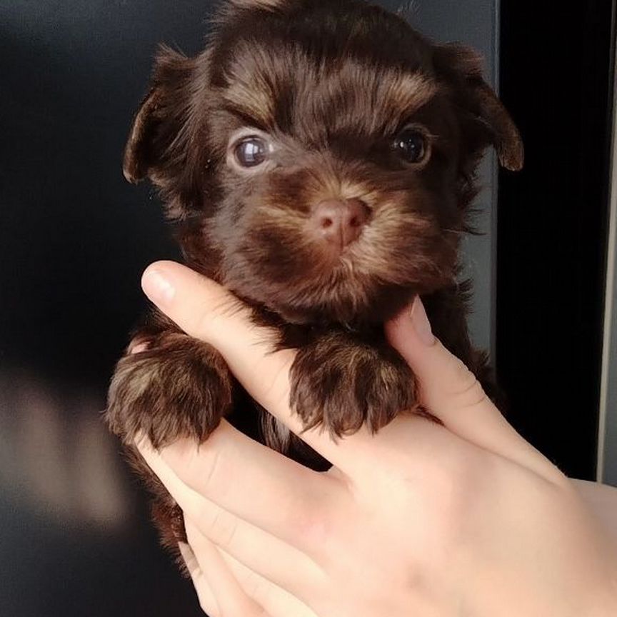 Йорк шоколадка мини