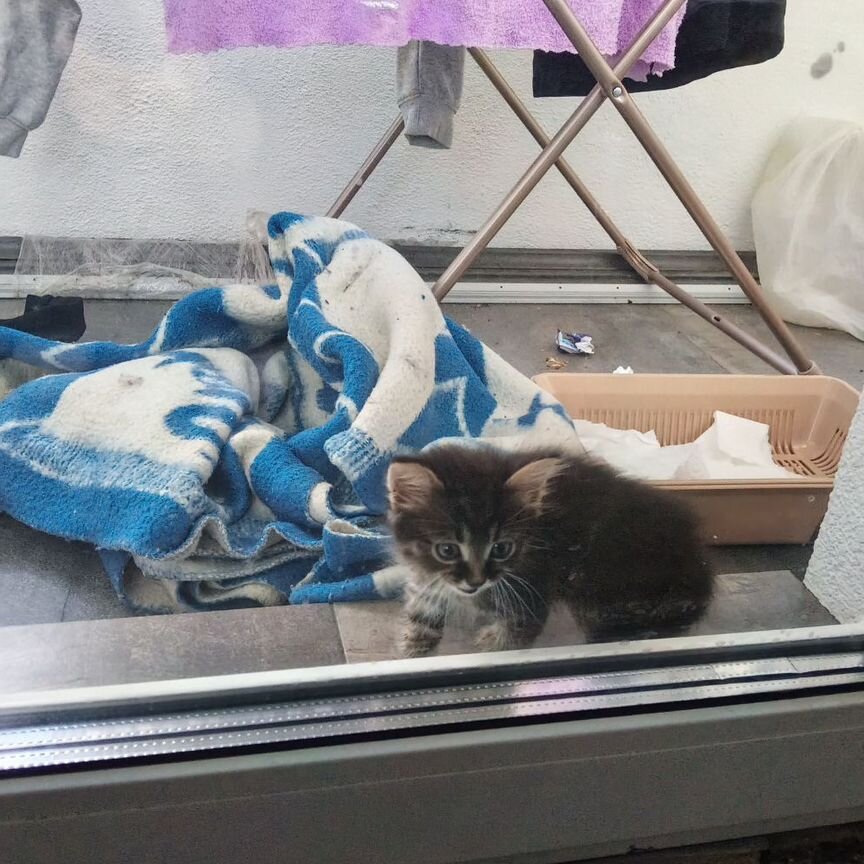 Котёнок в добрые руки