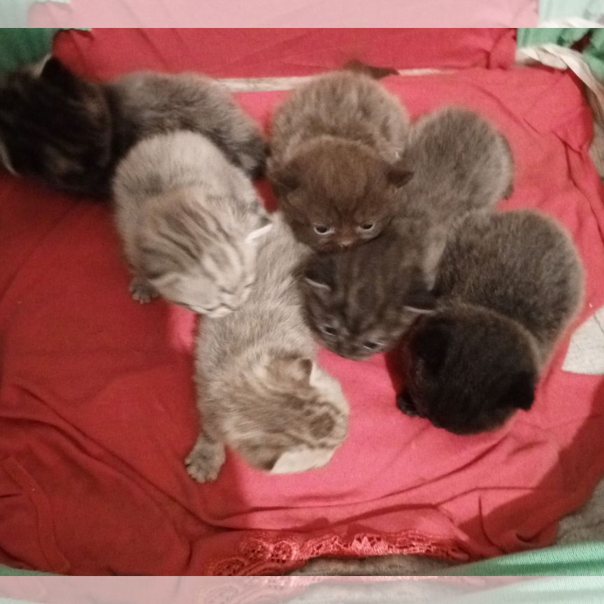 Британский короткошёрстный котёнок