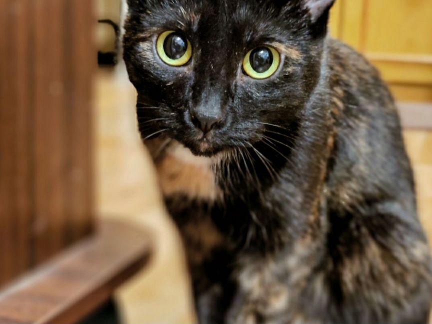 Особенная кошка ищет дом