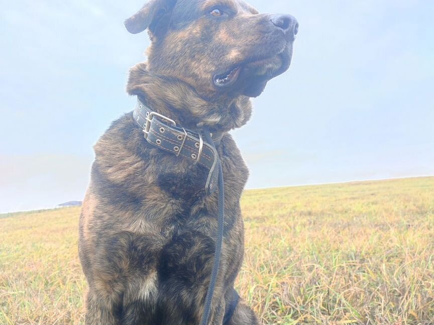 Крупная собака в добрые руки