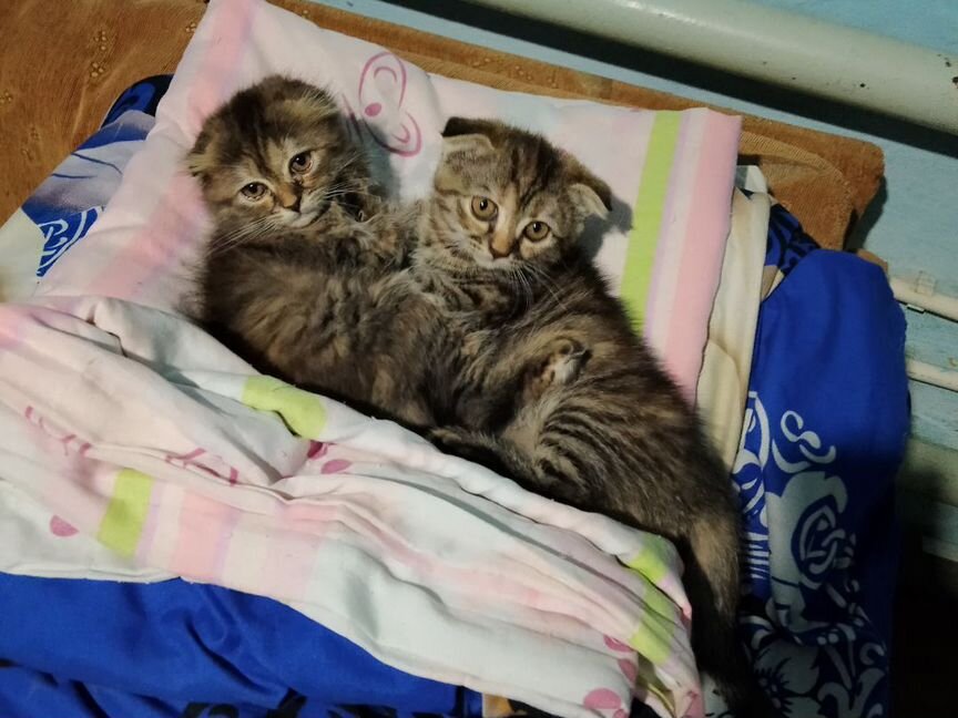 Котята