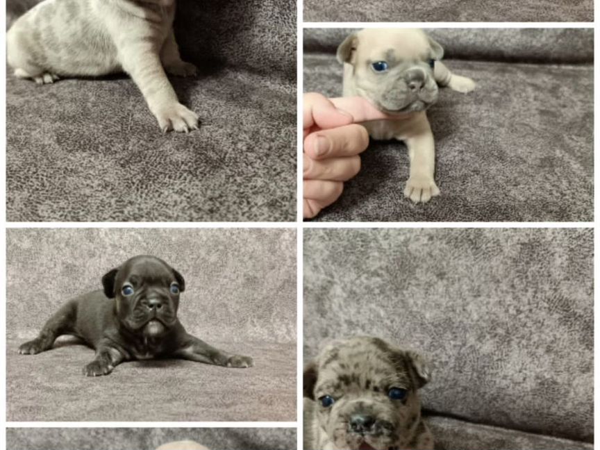 Французята