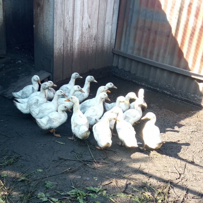 Бройлерные утки, муларды