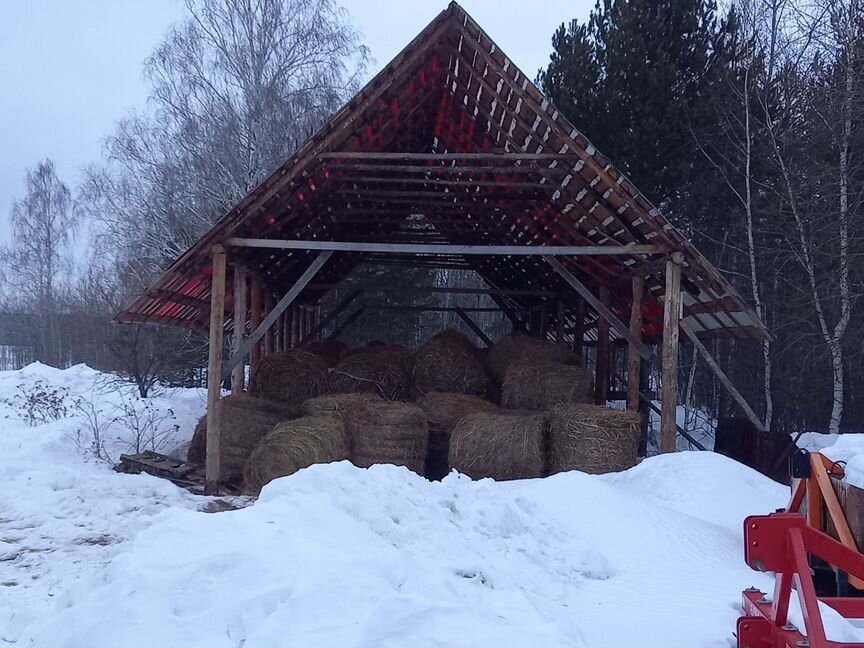 Сено суданка