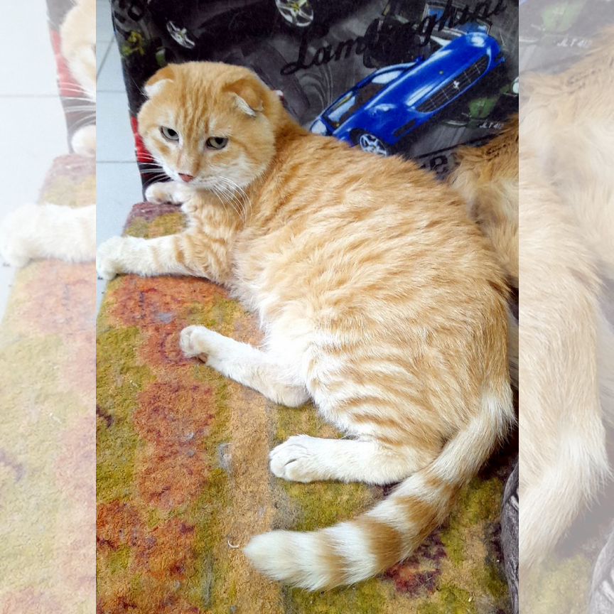 Взрослый кот в добрые руки