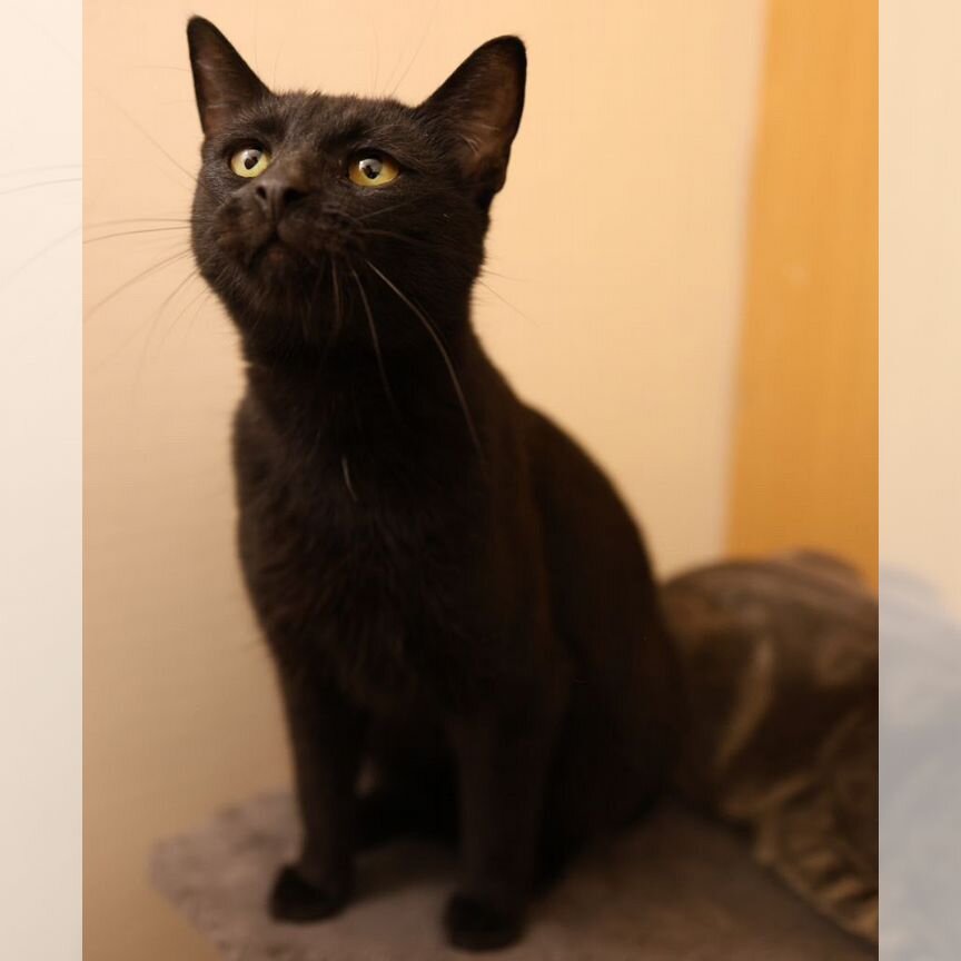 Взрослая кошка в добрые руки