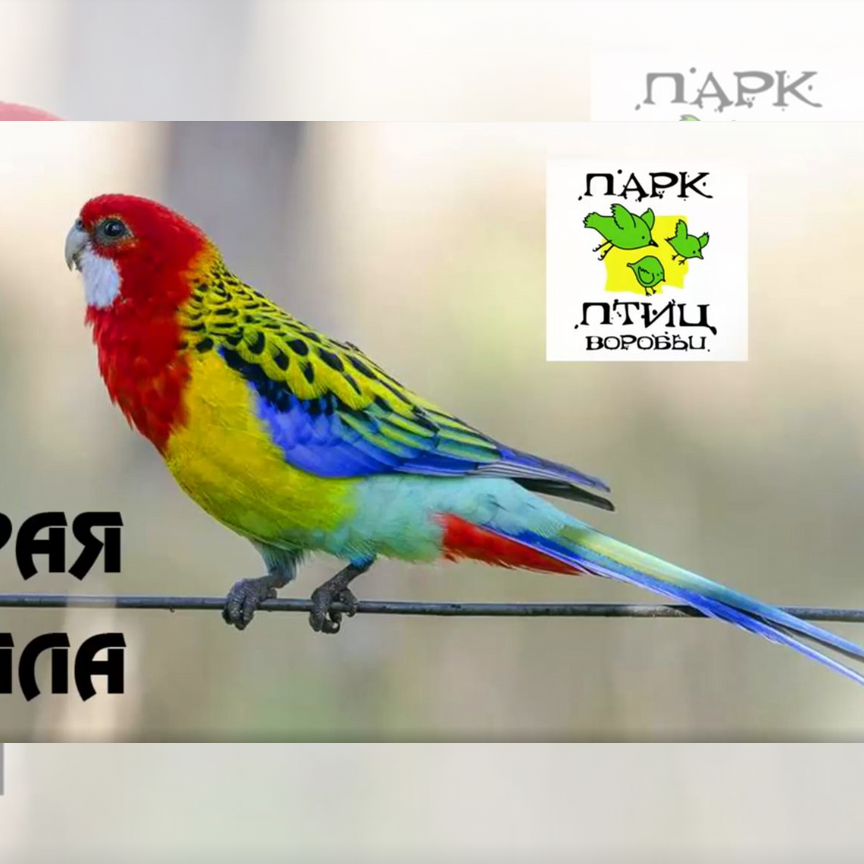 Розелла пестрая