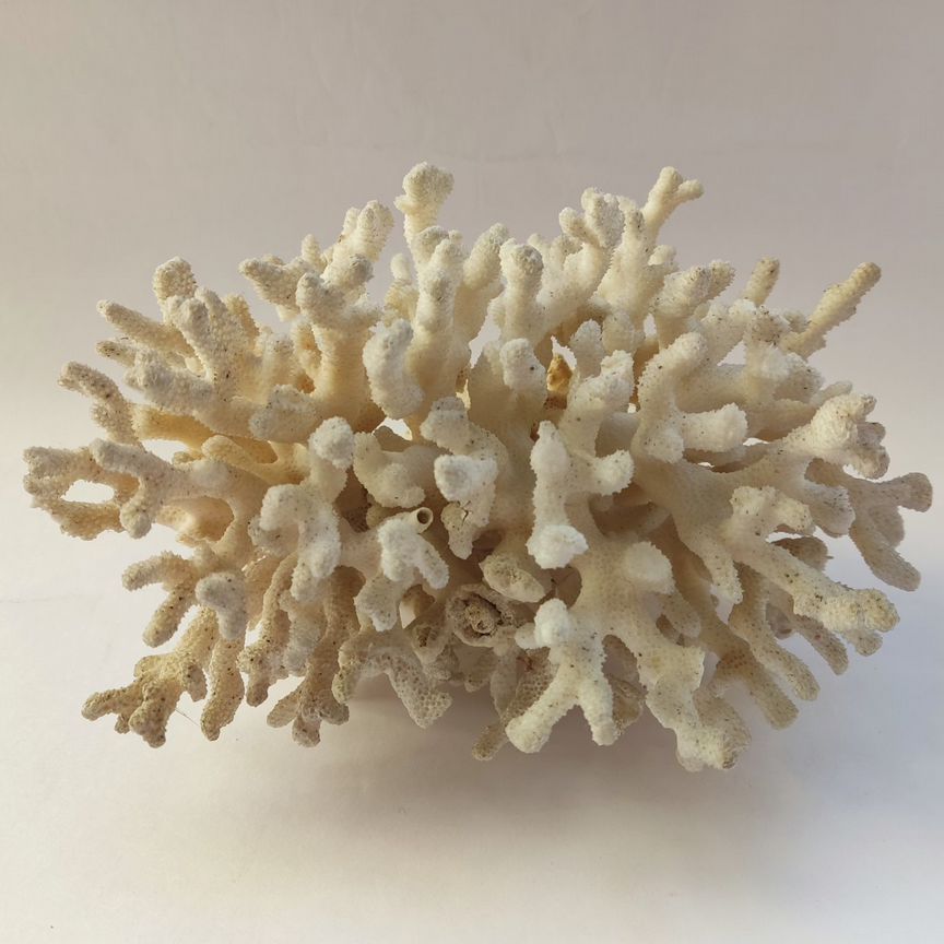 Натуральный морской коралл