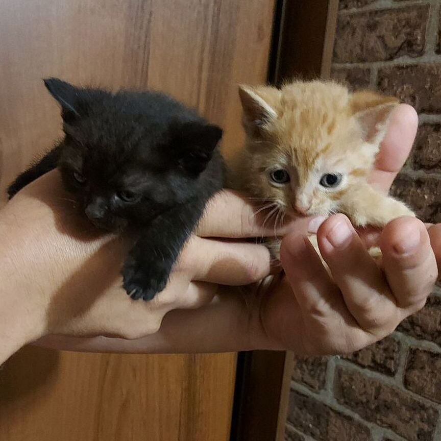 Котята в добрые руки