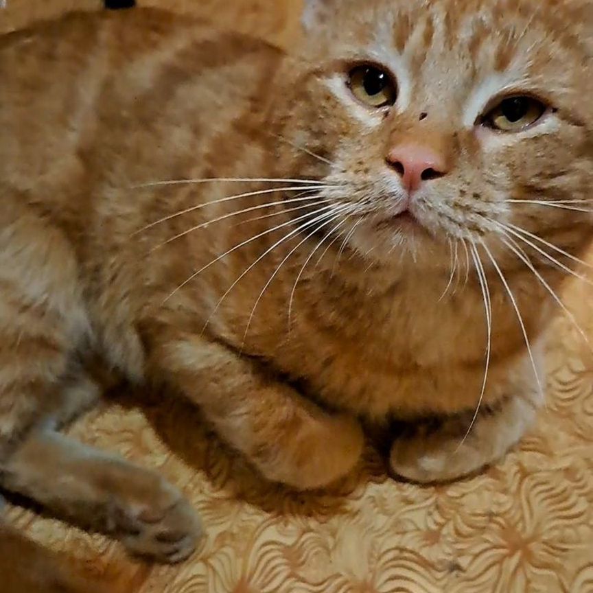 Кошки в добрые руки бесплатно