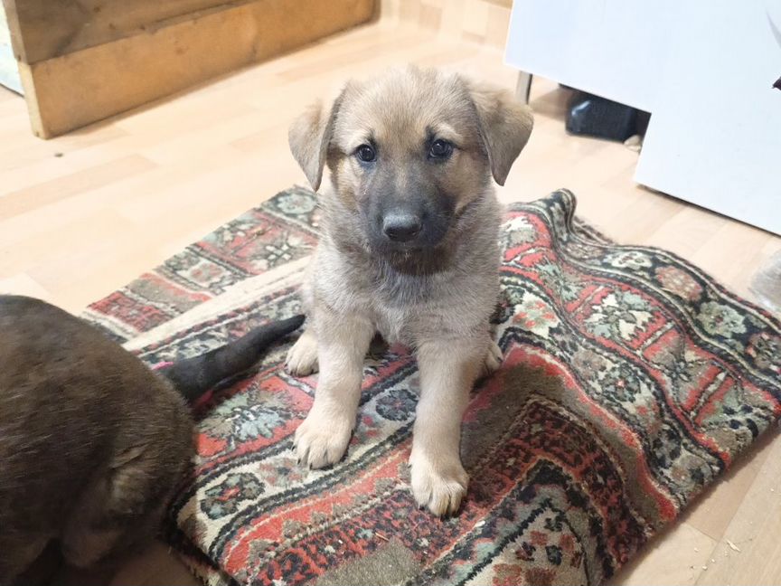 Щенки немецкой овчарки