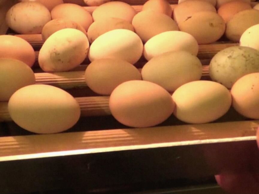 Инкубационные яйца