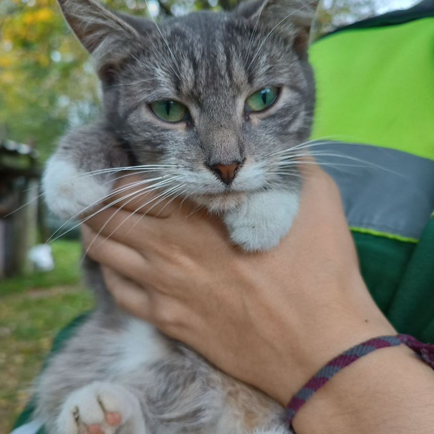 Молодая кошечка
