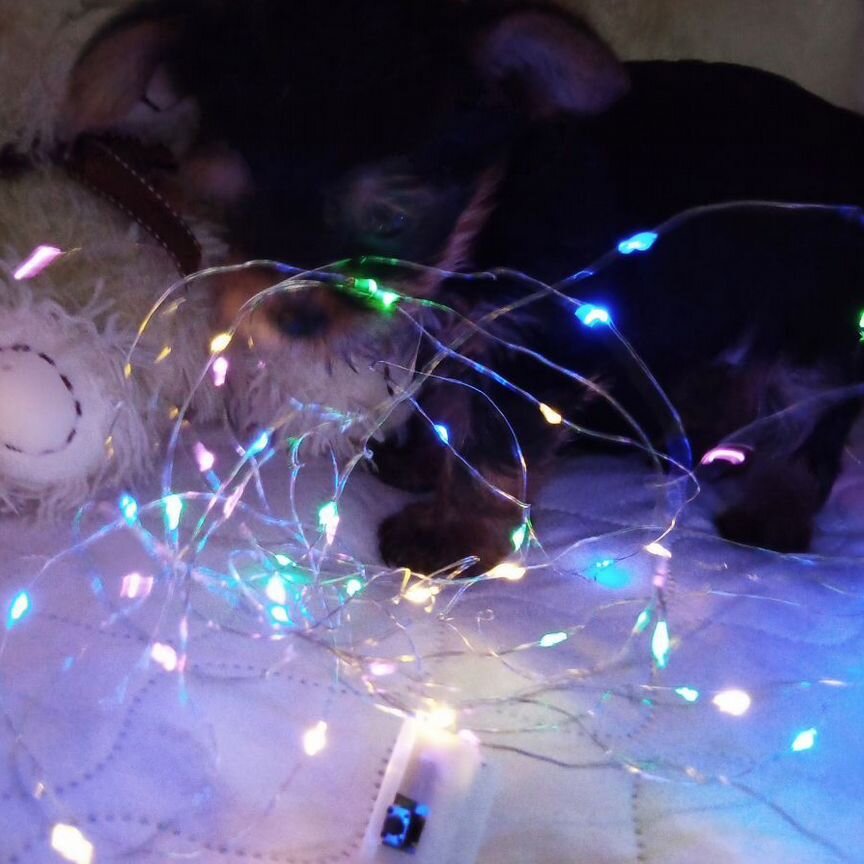 Йоркширский терьер, щенок