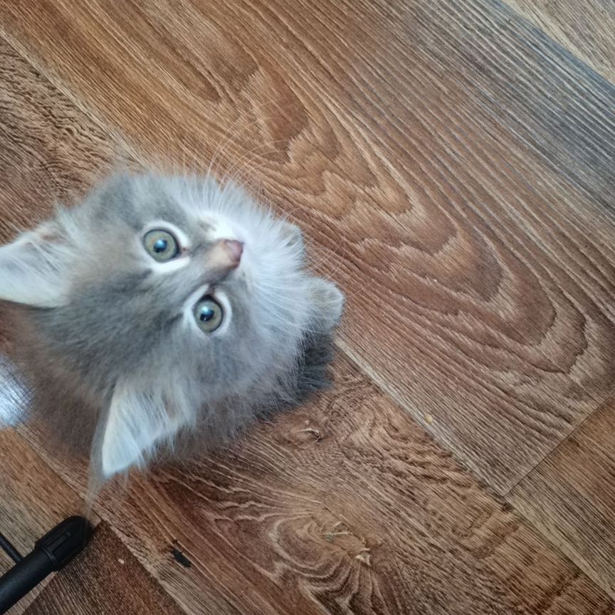 Британские котята