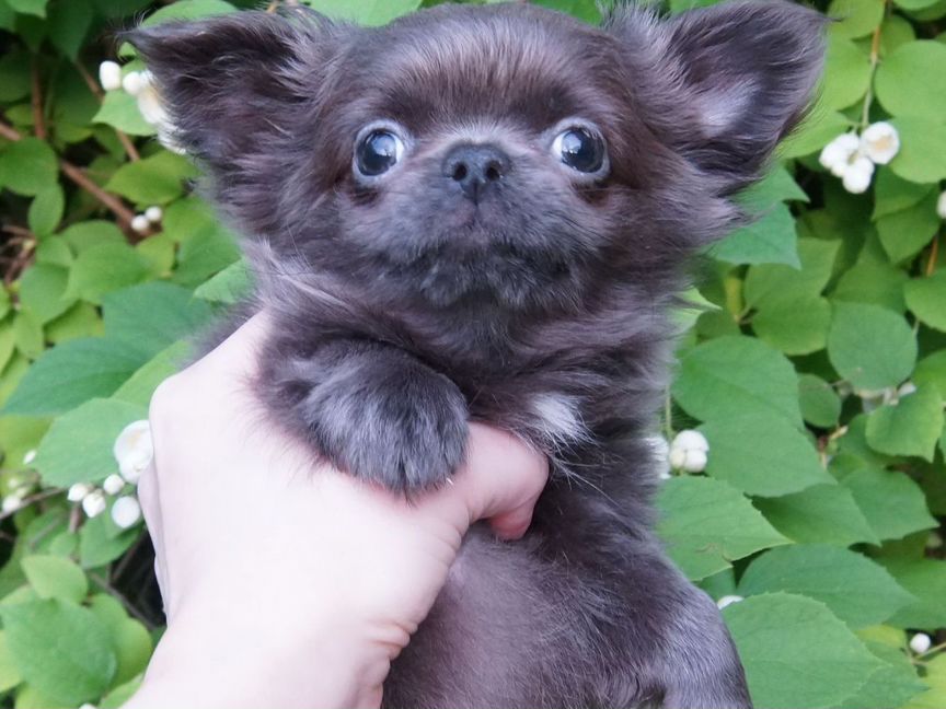 Голубой красавчик