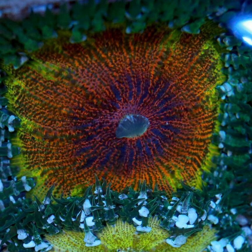 Rock flower anemone, рок анемон