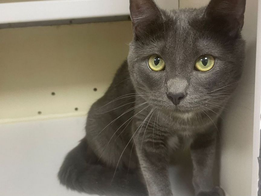 Русская голубая,котик,1год