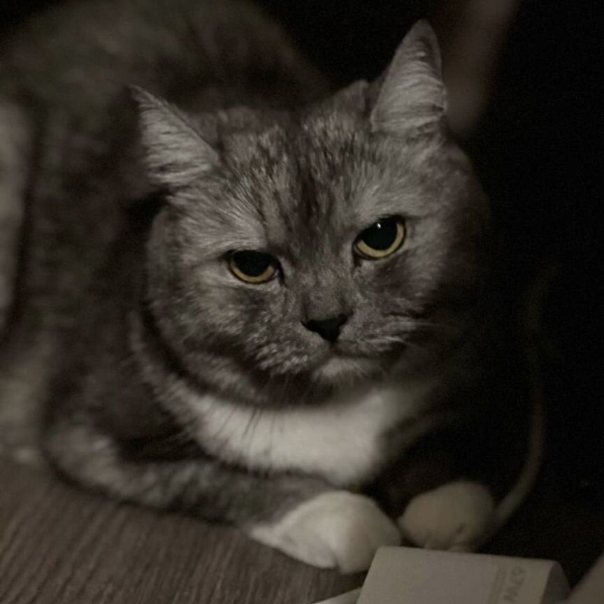 Кошечка ищет дом