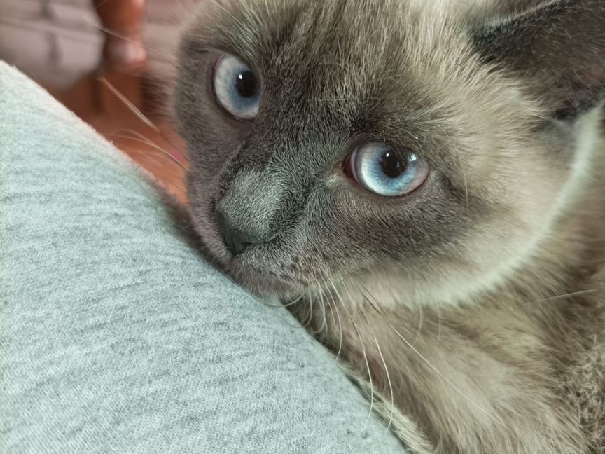 Сиамская кошка вязка