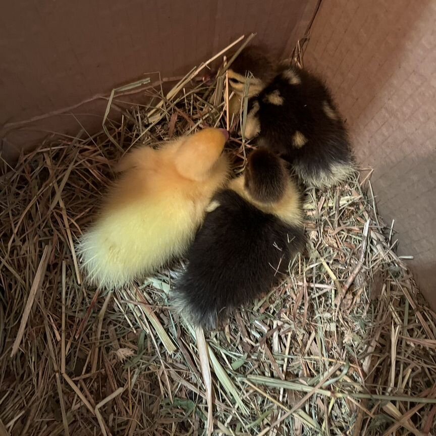 Индоутки цыплята