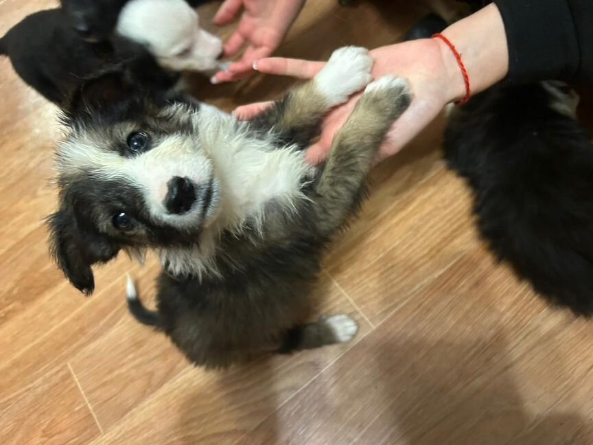 Щенок в дар