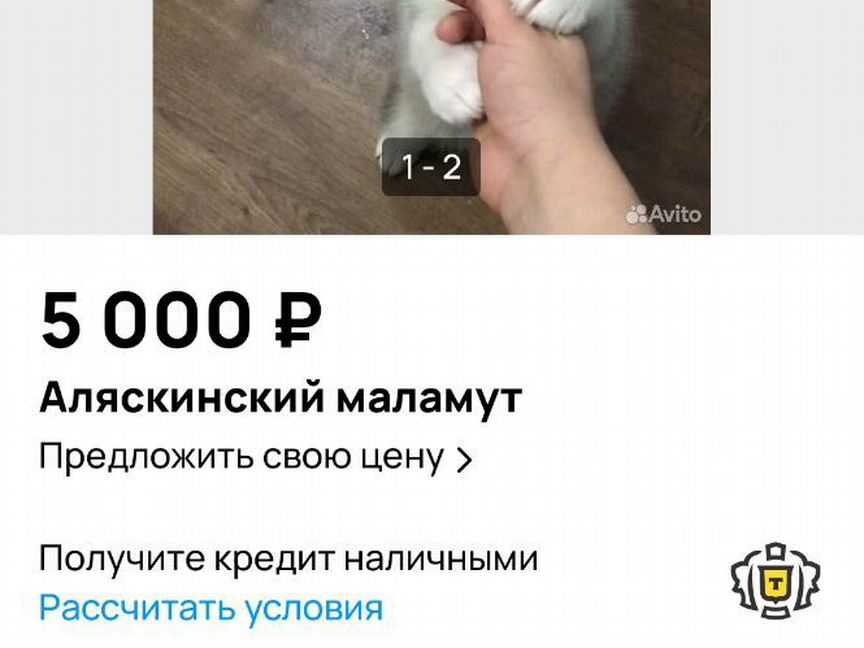 Аляскинский маламут