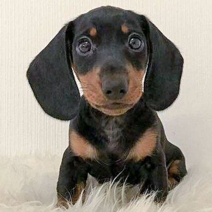 Кроличья такса, щенок