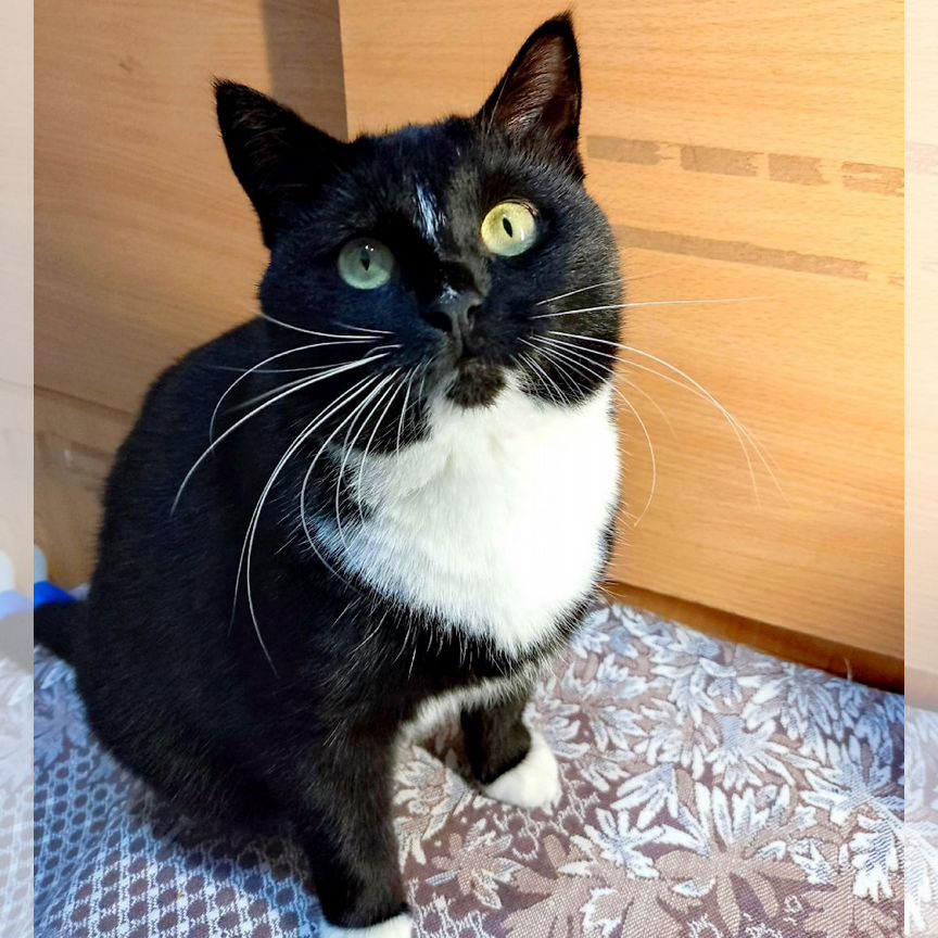 Взрослый кот в добрые руки