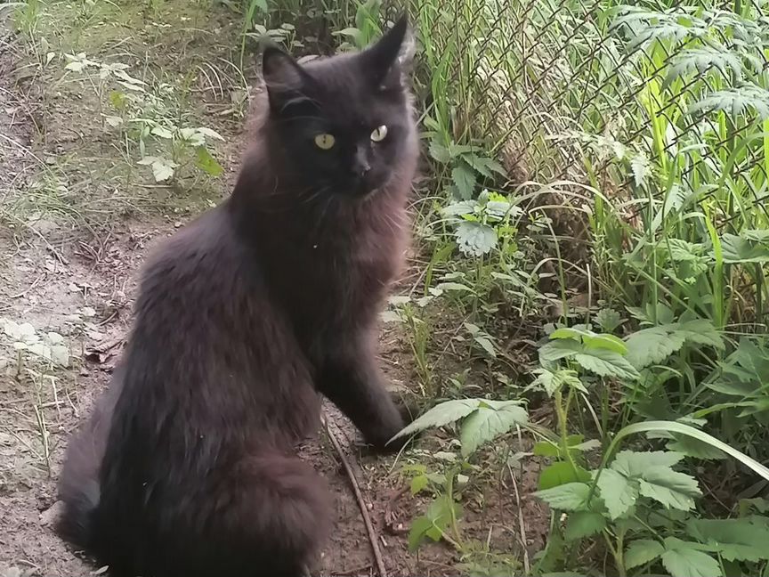 Кошка мейн-кун